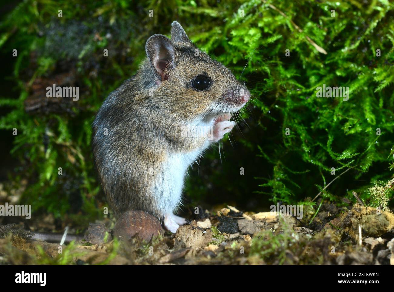 Little native mouse hi-res stock photography and images - Alamy