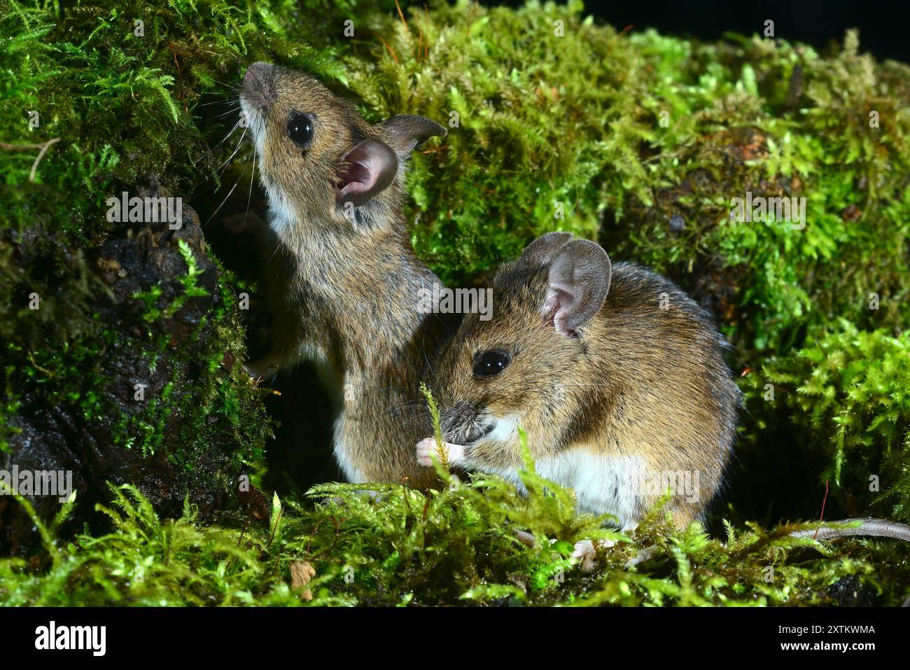 Mice foraging hi-res stock photography and images - Alamy