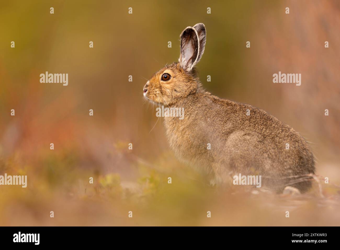Snowshoe hare lepus americanus in winter hi-res stock photography and ...