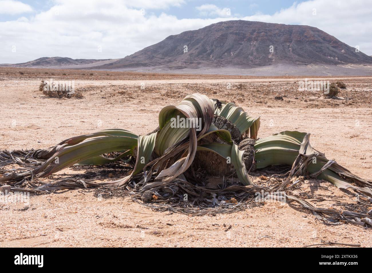 A close-up of a single Welwitschia plant (Welwitschia mirabilis) in the ...