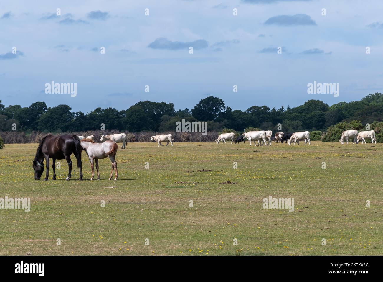 New Forest ponies and cattle grazing on grassland at Beaulieu Heath in ...