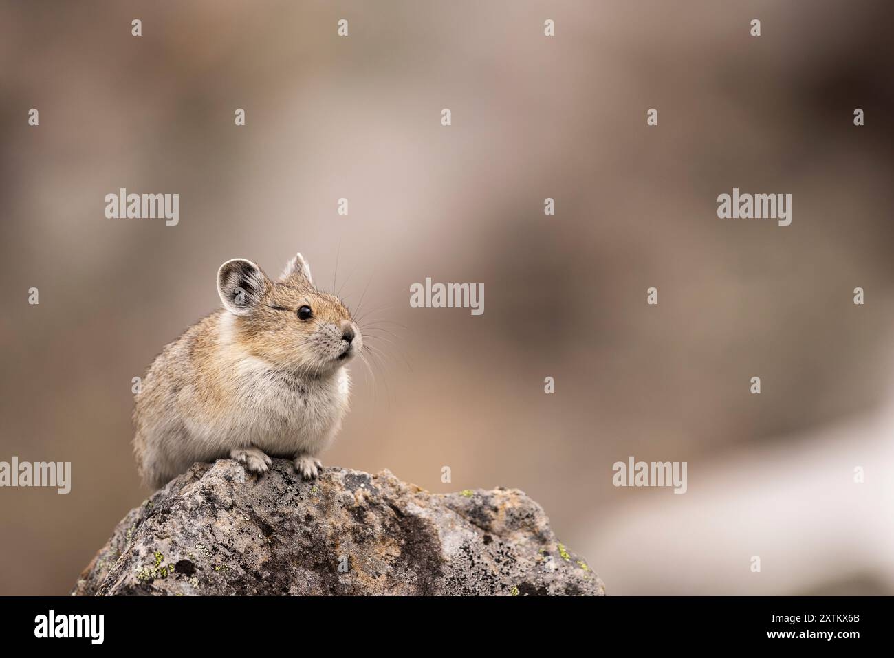 Rock pika hi-res stock photography and images - Alamy