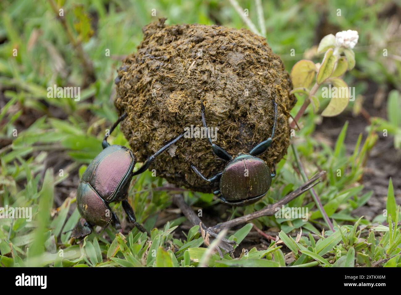 Dung beetles roll ball hi-res stock photography and images - Alamy