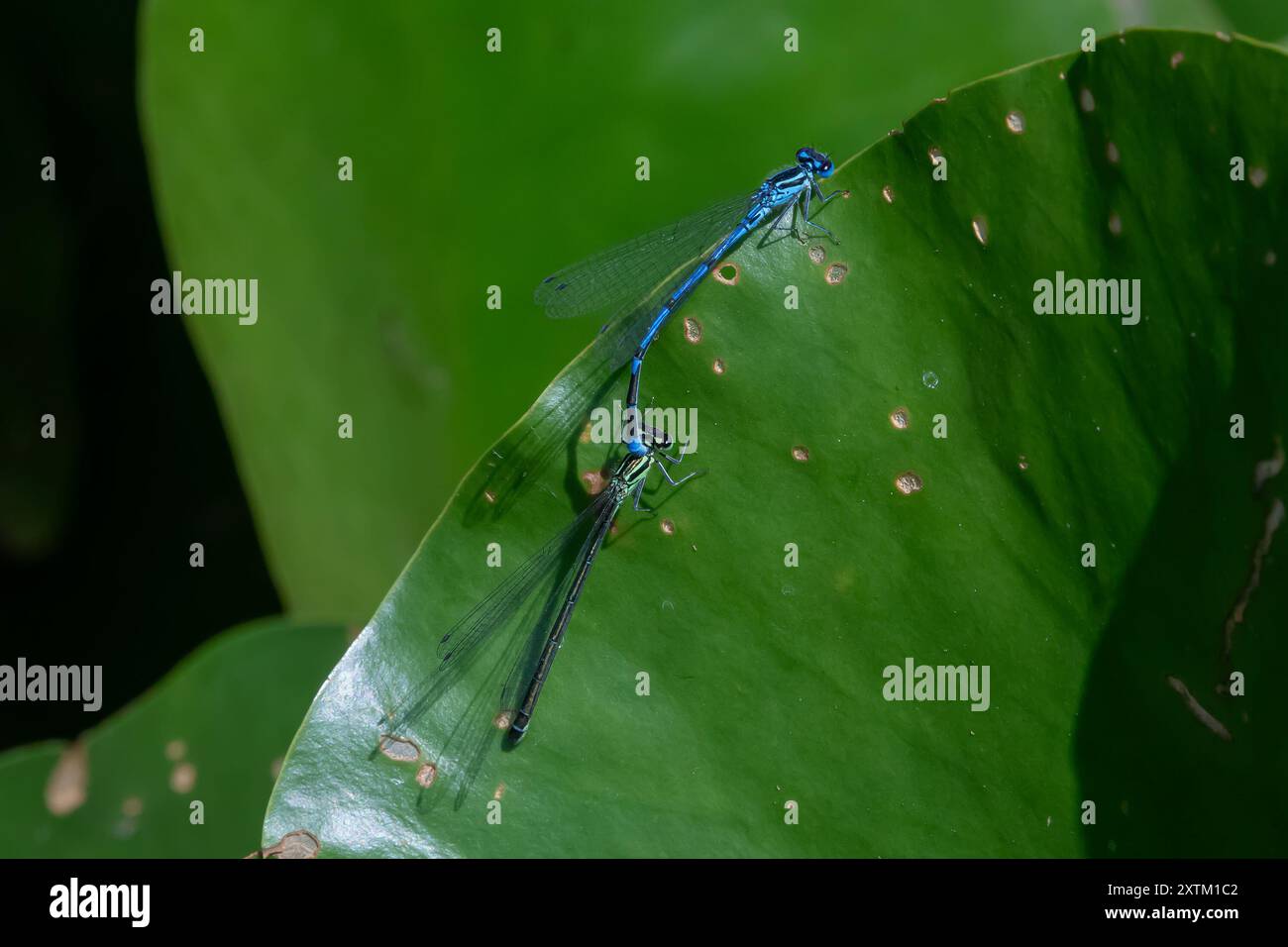 Nancy, France - View on a male bluetail damselfly attached to the ...