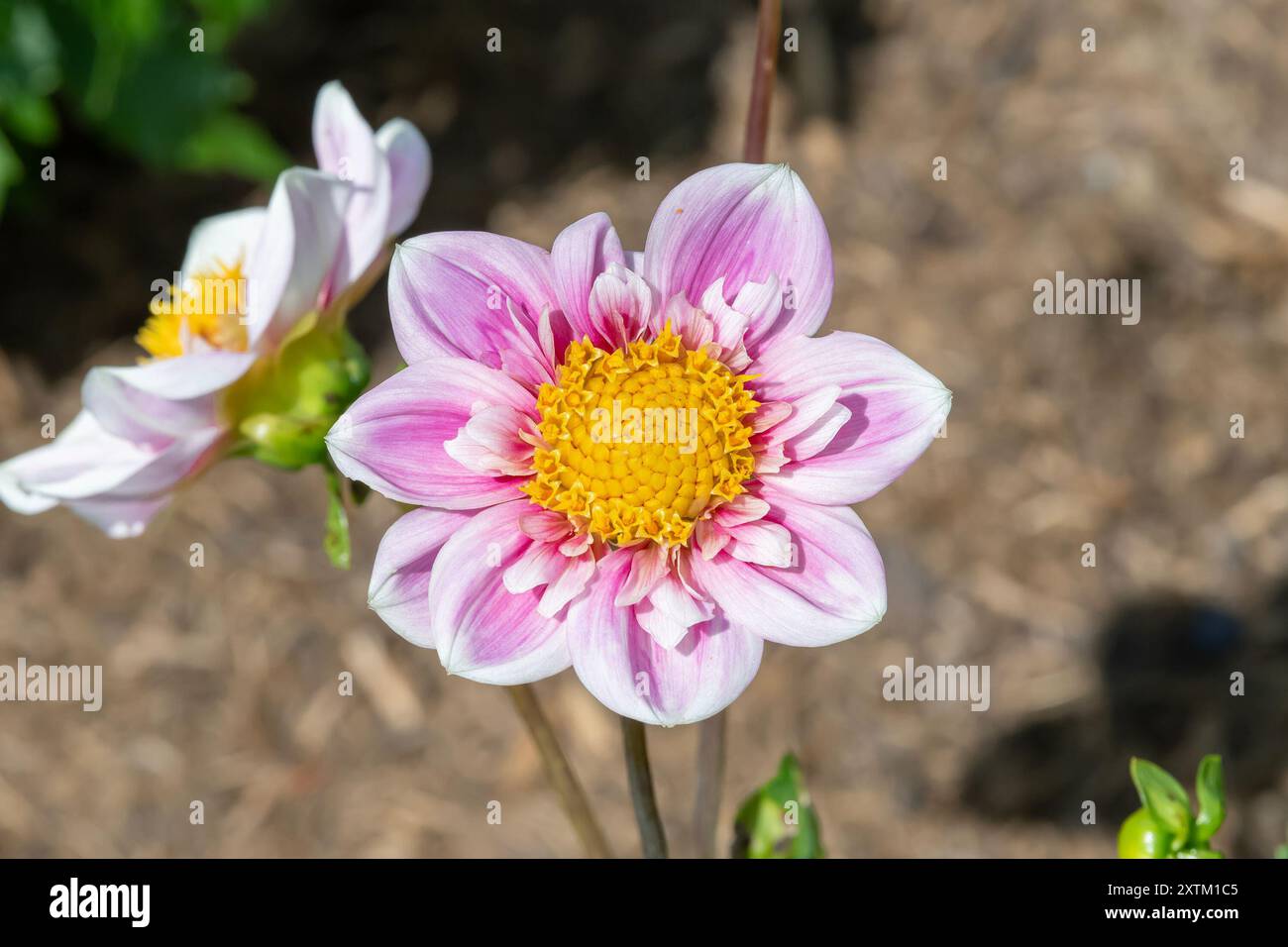 Nancy, France - View on a pink flower of Dahlia 'Hartenaas' in a ...