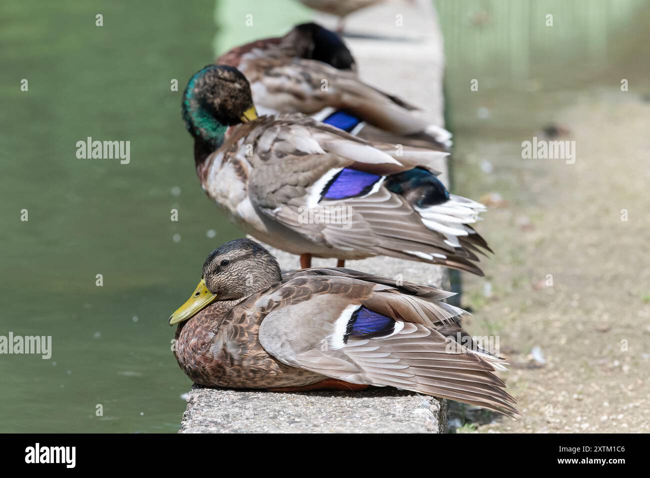 Nancy, France - View of a female Mallard sitting on a low wall at the edge of a body of water in ...