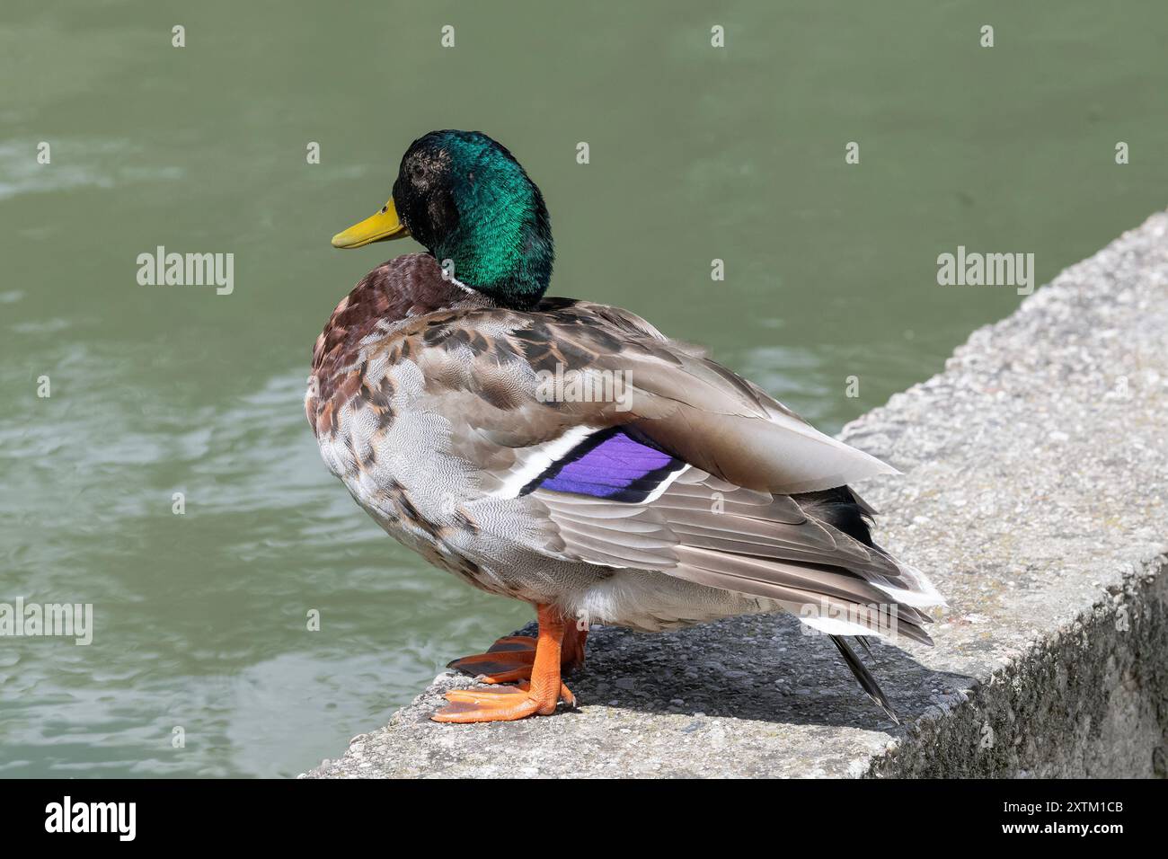 Nancy, France - View of a male Mallard sitting on a low wall at the edge of a body of water in a ...
