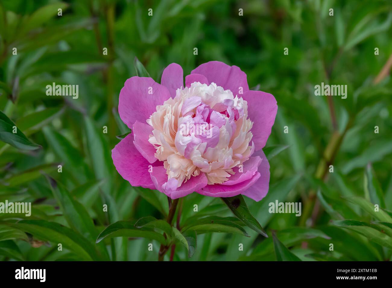Nancy, France - View on a pink flower of Peony 'Monsieur Crousse' in a ...
