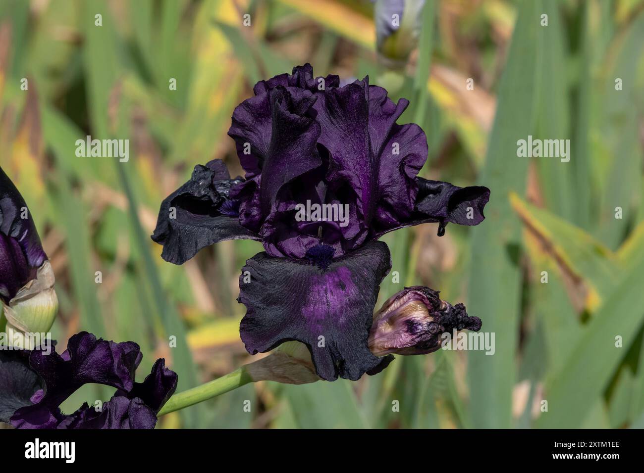 Nancy, France - View on a purple flower of Iris 'Ghost Train' in a ...