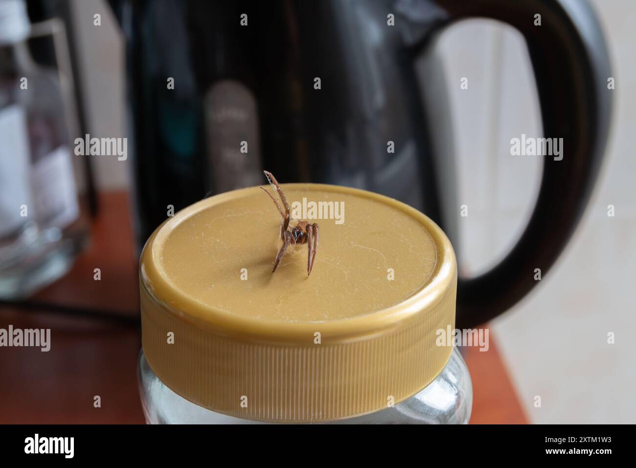 Spider in my coffee hi-res stock photography and images - Alamy