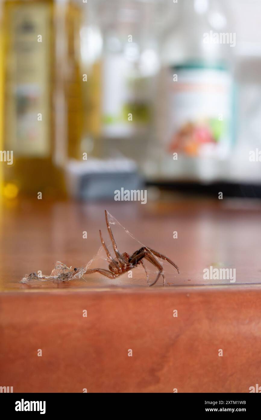 Large house spider wrapped in own web walking on kitchen surface Stock ...