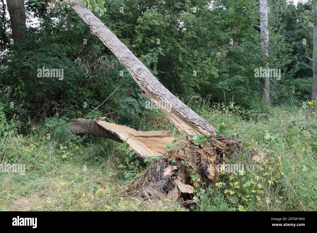 Snapped in two hi-res stock photography and images - Alamy