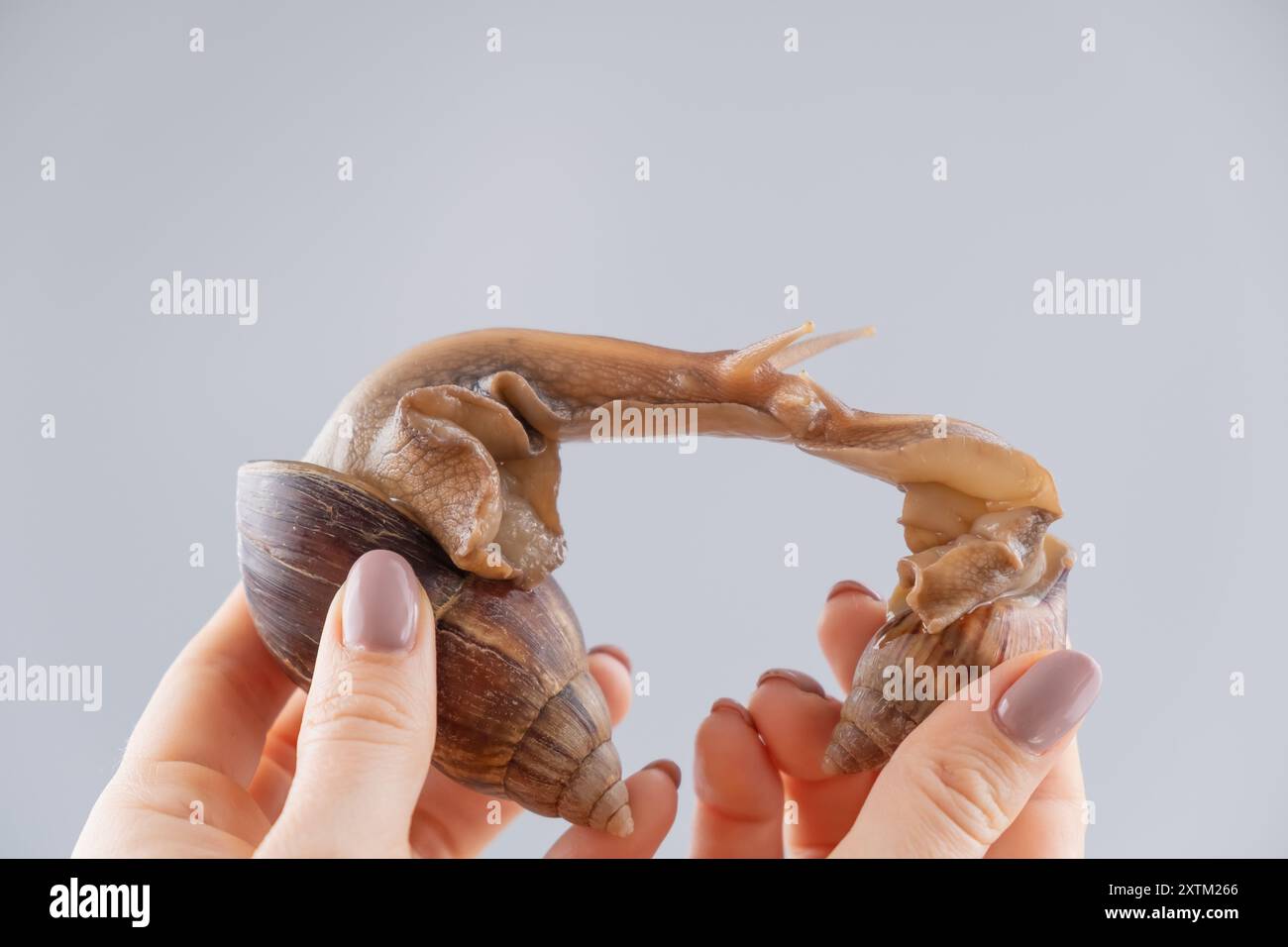 Two snails are kissing in the hands of a woman on a white background ...