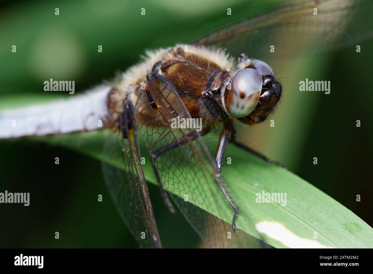 Zoomed compound eyes hi-res stock photography and images - Alamy