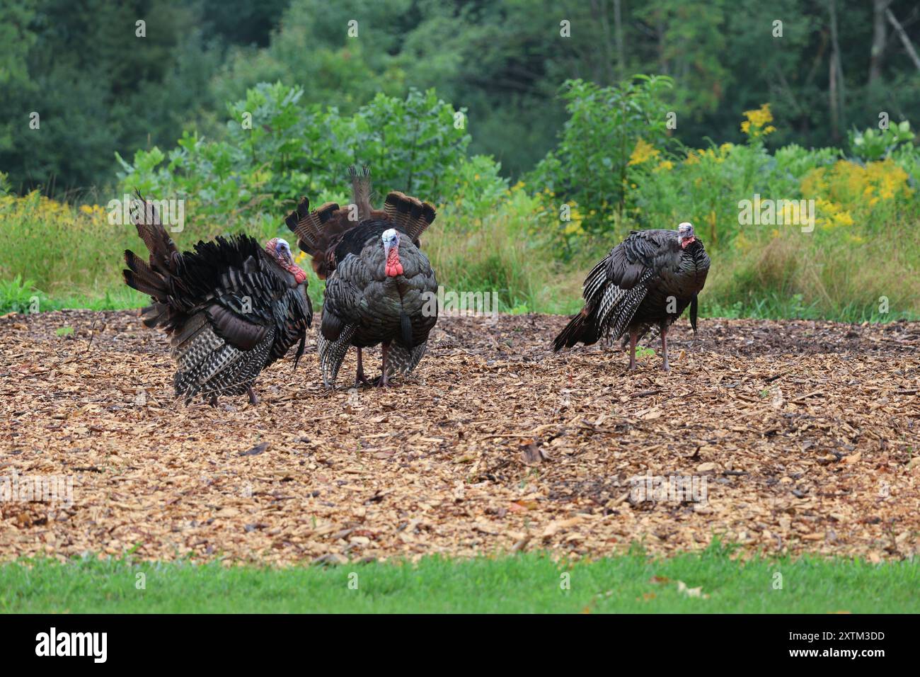 Wild Turkeys, mating season Stock Photo - Alamy