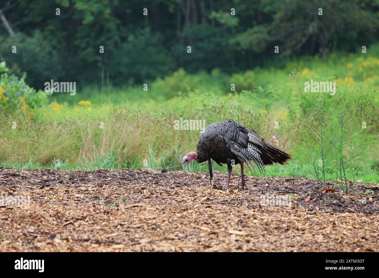Wild Turkeys, mating season Stock Photo - Alamy