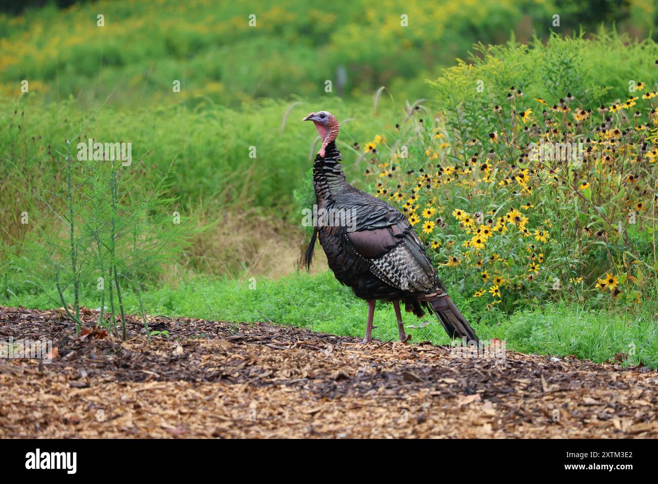 Wild Turkeys, mating season Stock Photo - Alamy