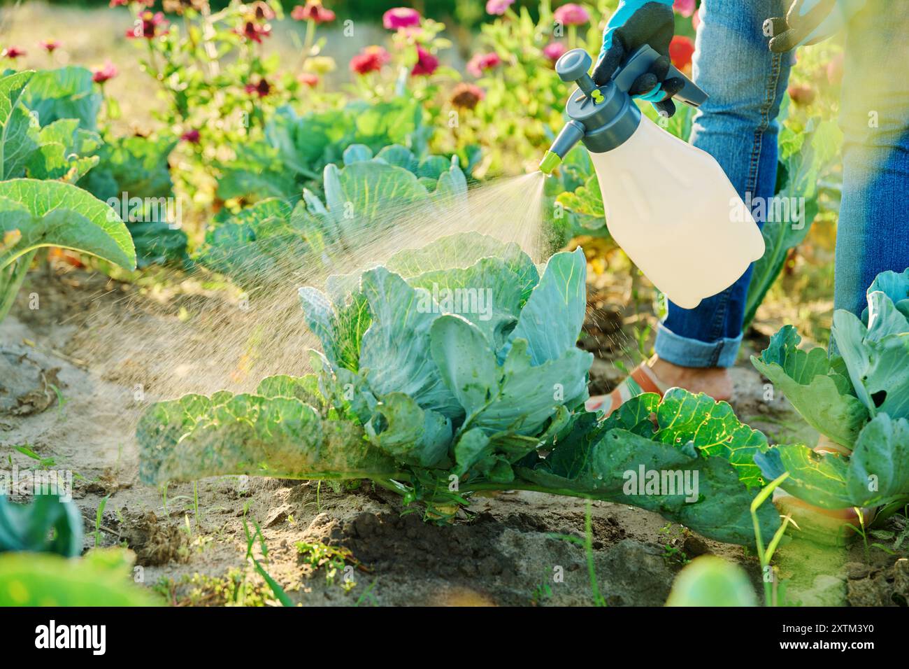 Hands spraying cabbage plants, protection from fungal diseases, insect ...