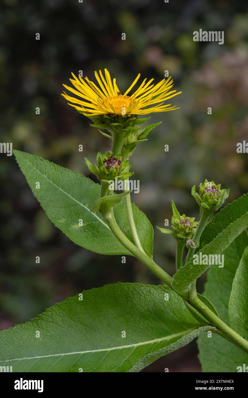 Closeup view of orange yellow flower and buds of inula helenium aka ...