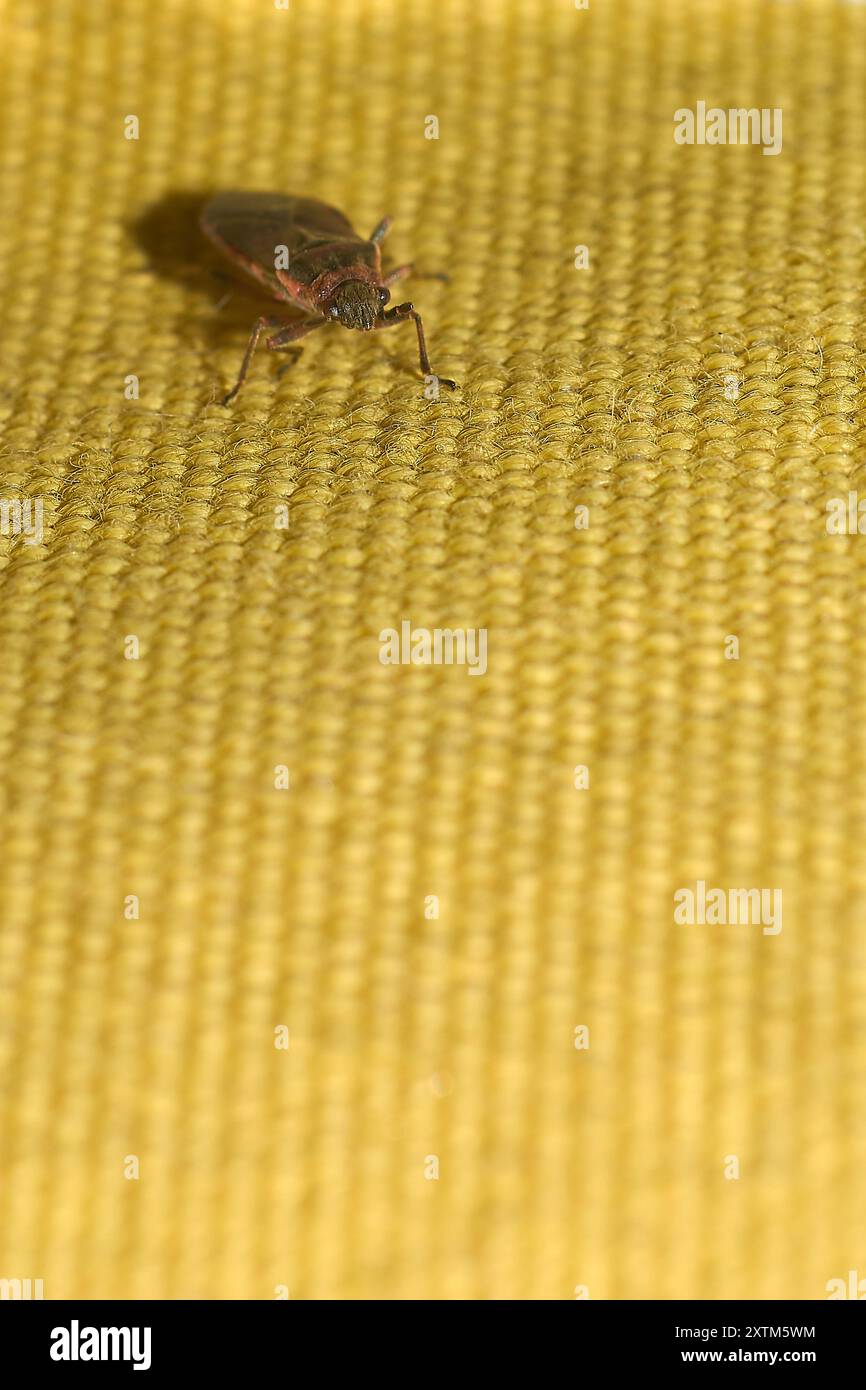 Detailed view of a red and black insect on a dual-colored background ...