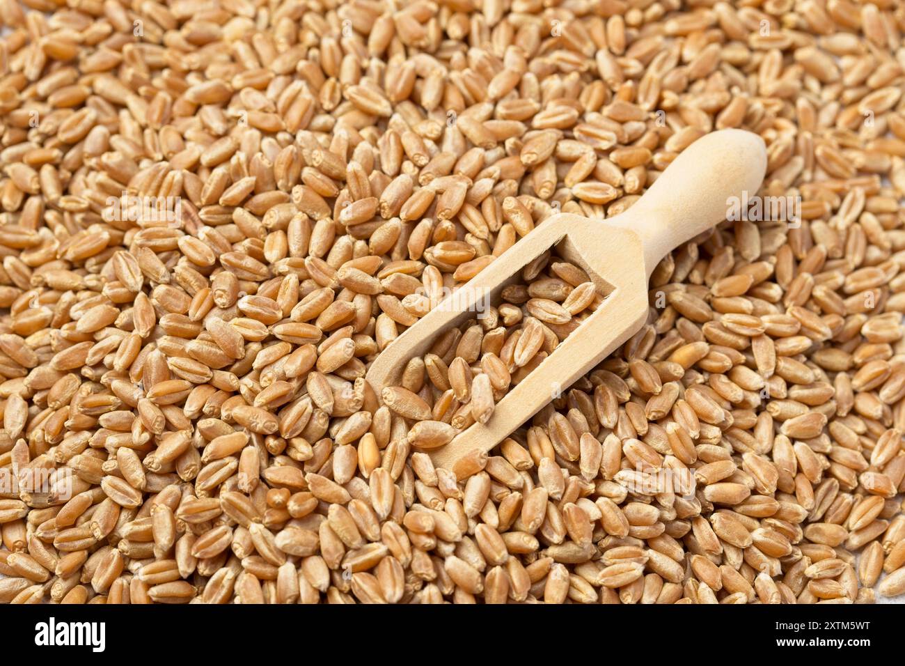 An overview photo of a small wooden scoop in a pile of little wheat ...