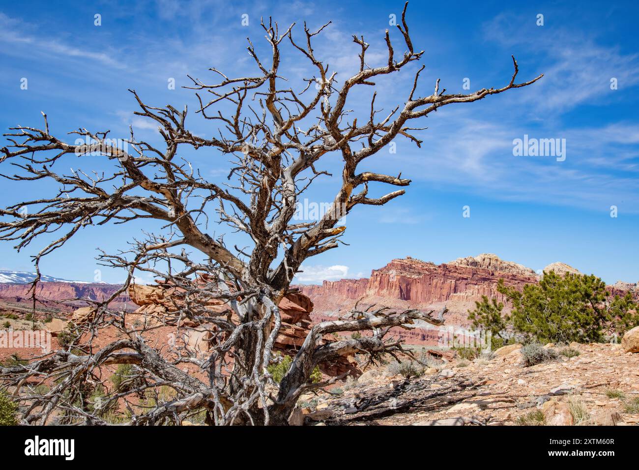 Skeletal tree on the brink of Fremont Gorge, Capitol Reef National Park ...