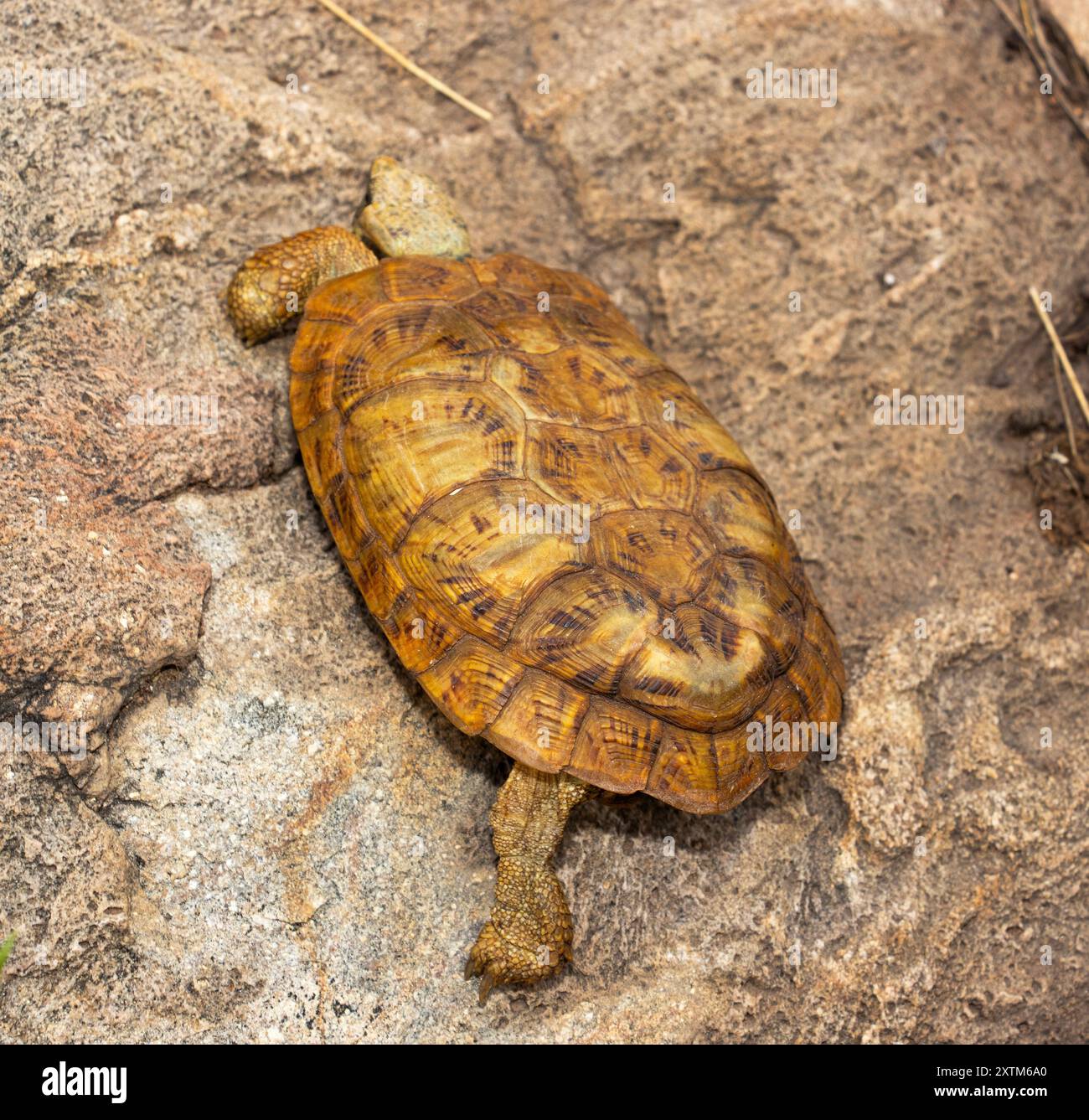 The Pancake Tortoise is endemic to central East Africa and is ...