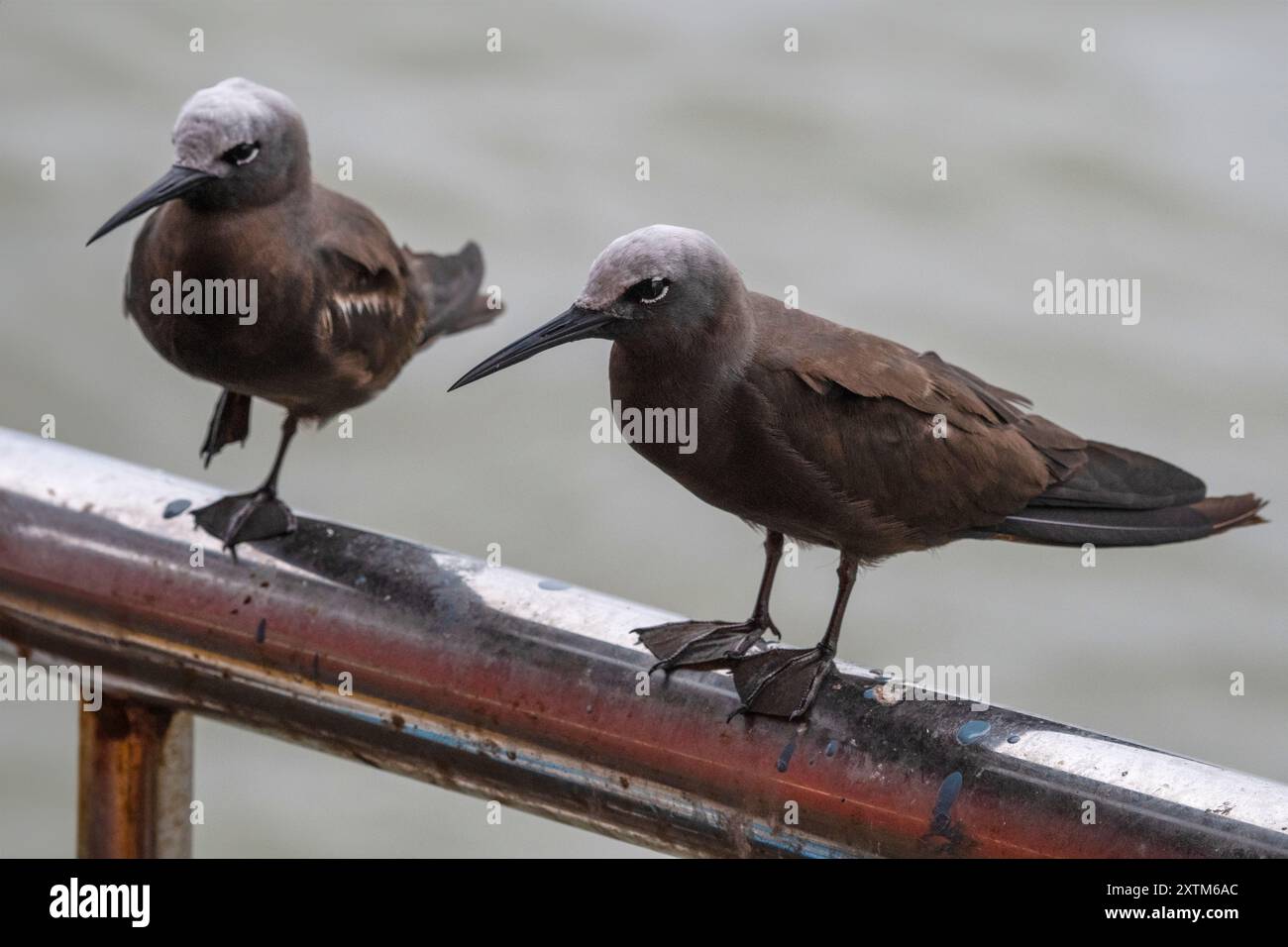 lesser noddy (Anous tenuirostris), also known as the sooty noddy near ...