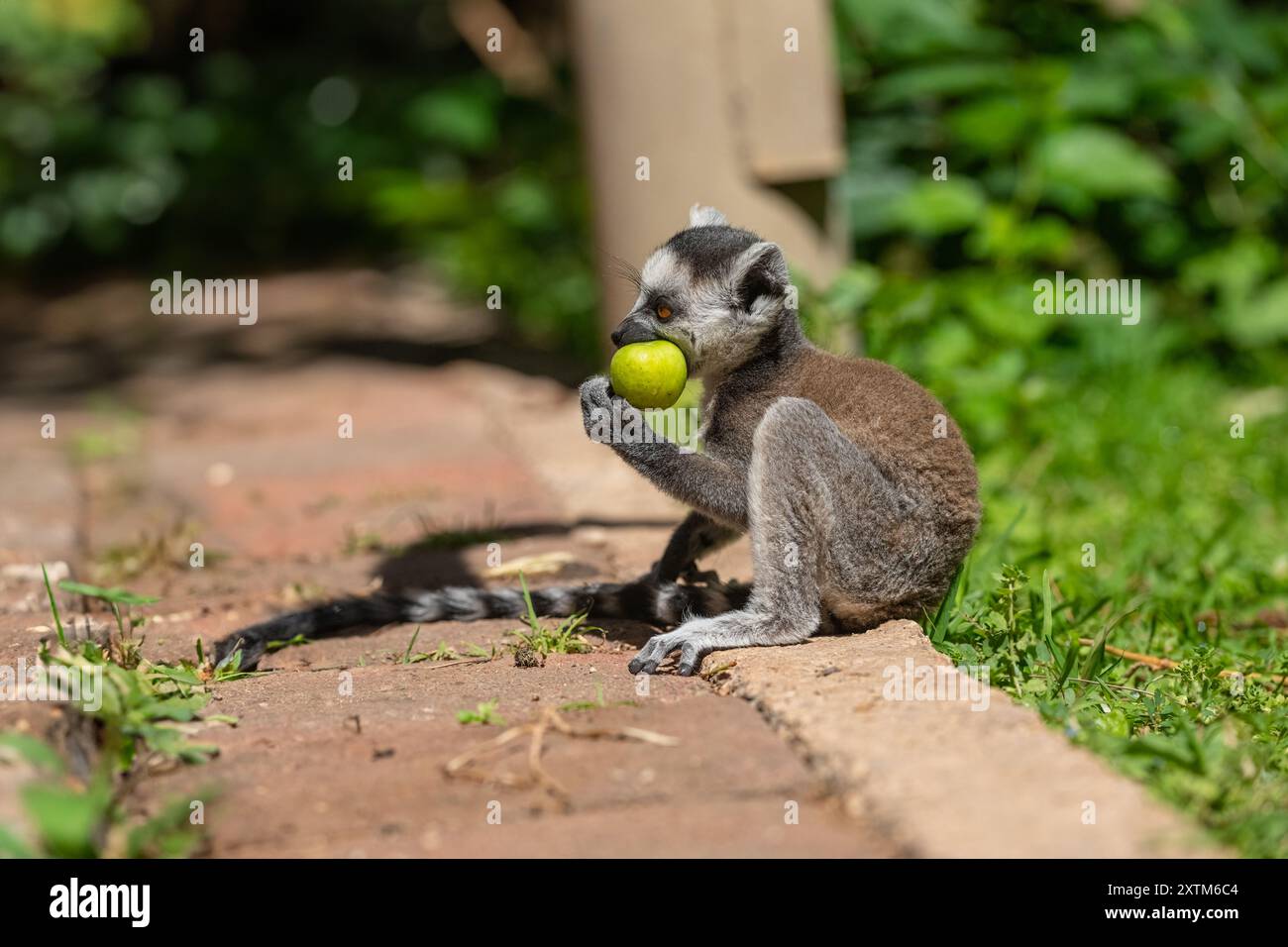Baby lemur eating an apple. Lemur catta Stock Photo - Alamy