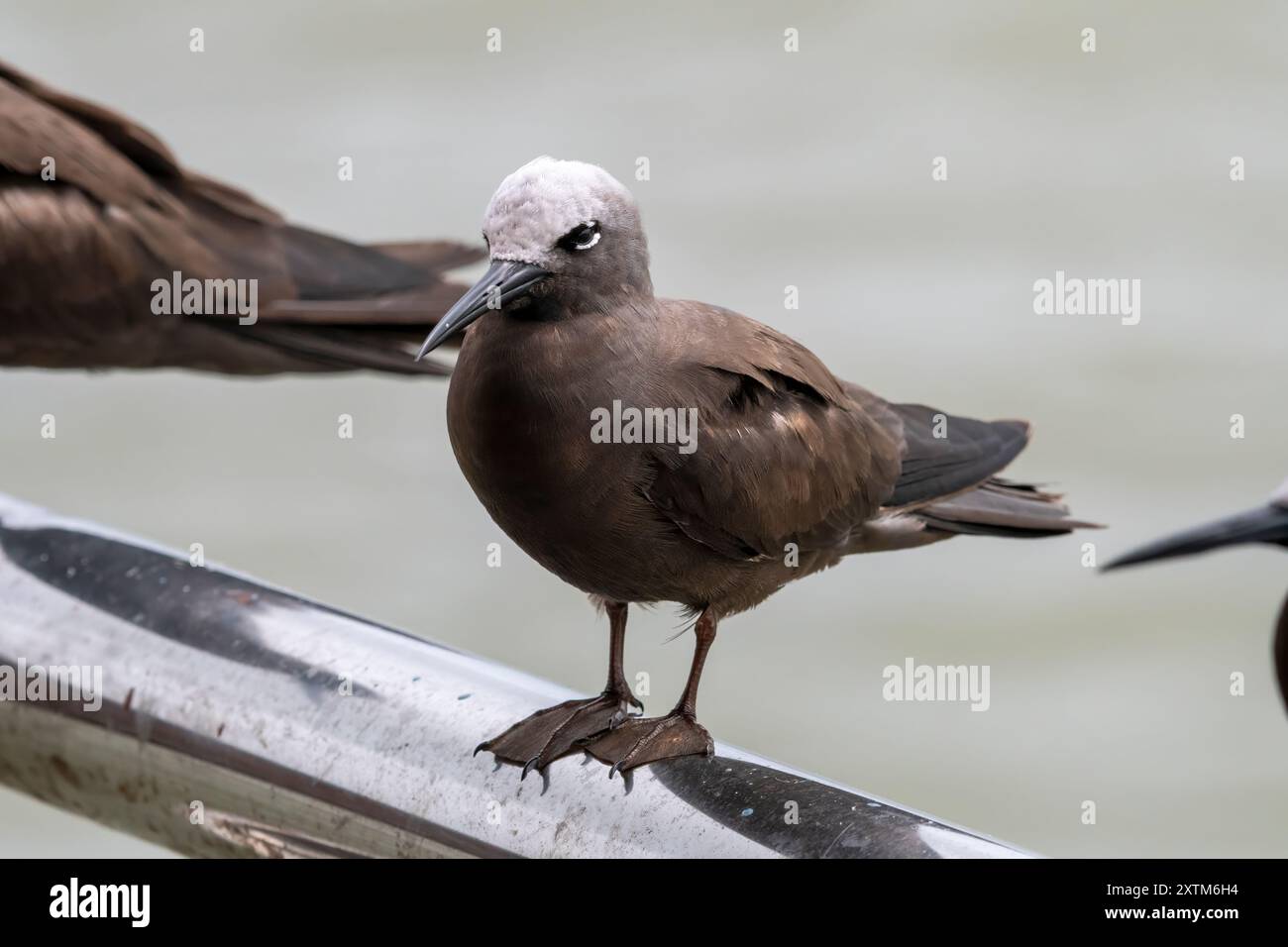 lesser noddy (Anous tenuirostris), also known as the sooty noddy near ...
