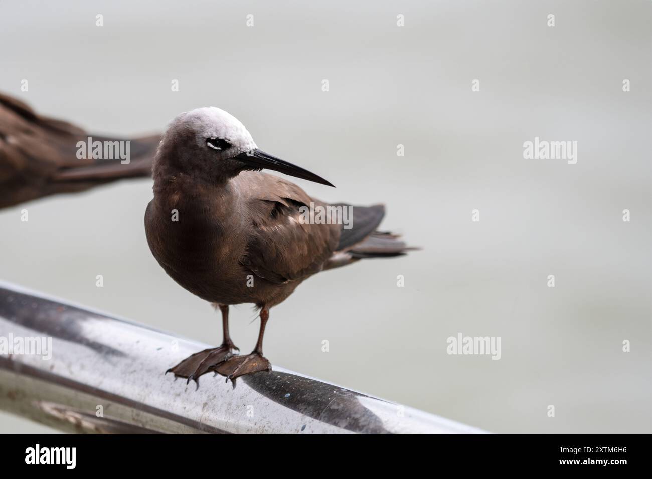 lesser noddy (Anous tenuirostris), also known as the sooty noddy near ...