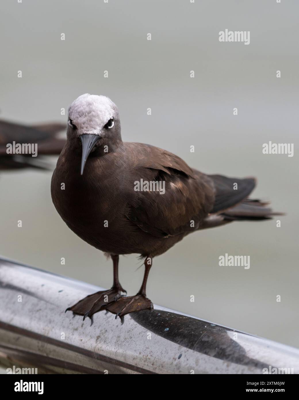 lesser noddy (Anous tenuirostris), also known as the sooty noddy near ...