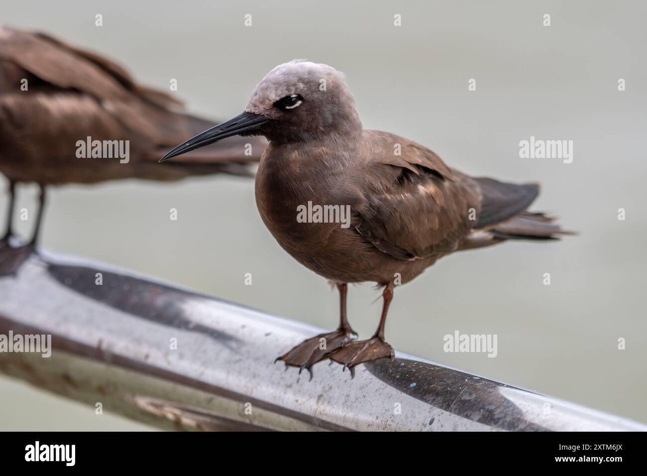 lesser noddy (Anous tenuirostris), also known as the sooty noddy near ...