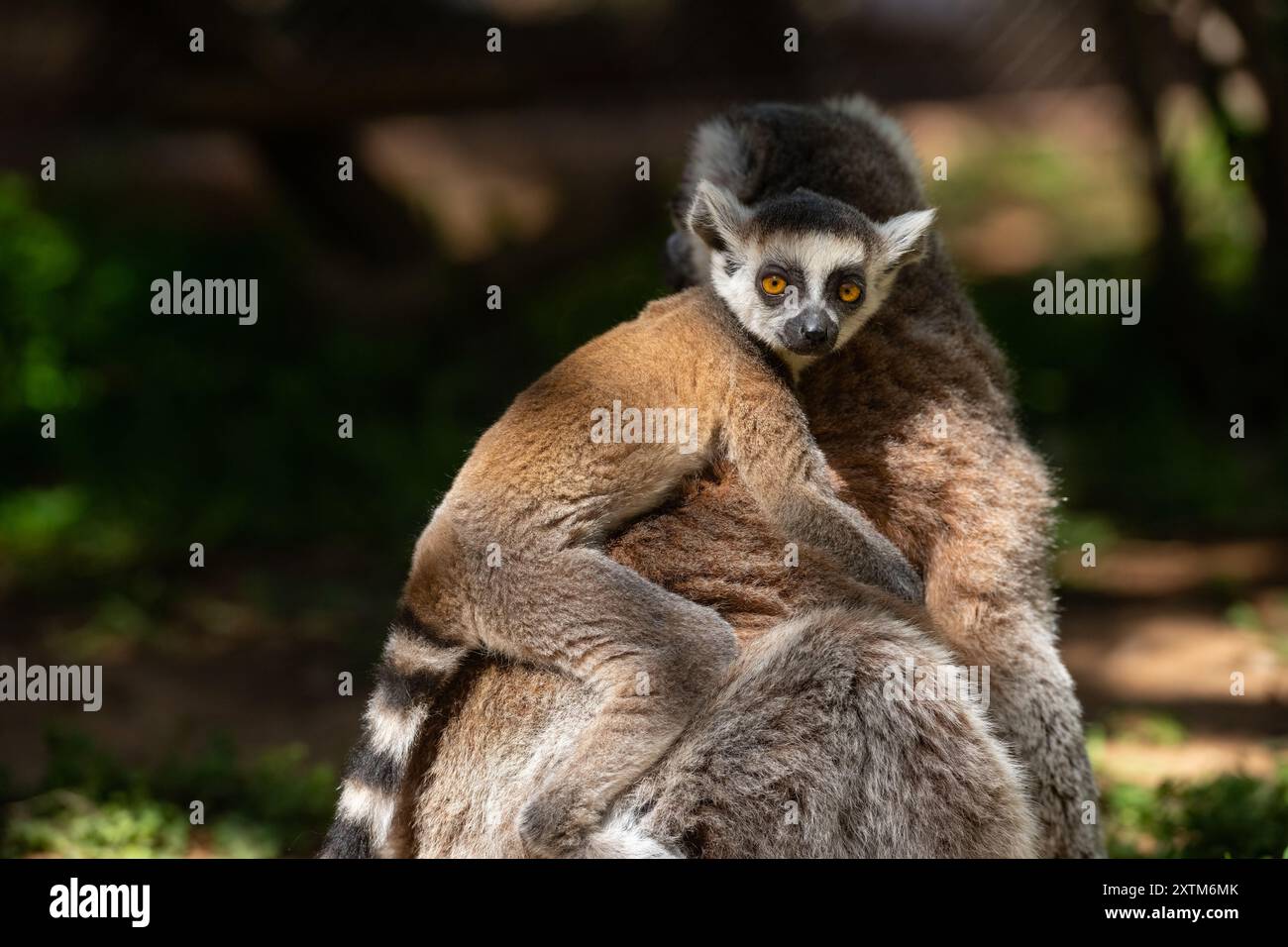 Cute baby lemur on its mother's back. Lemur catta Stock Photo - Alamy