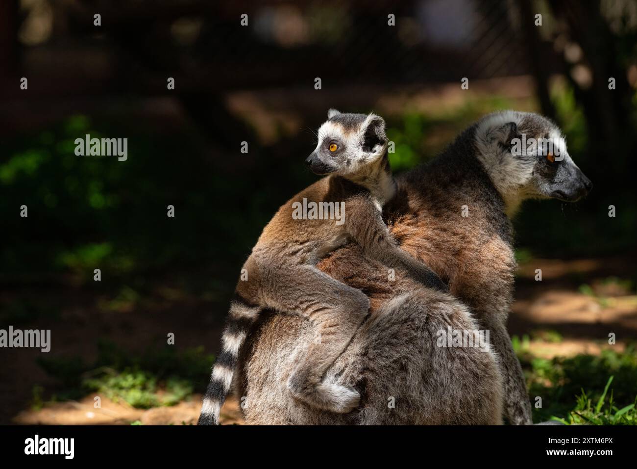 Cute baby lemur on its mother's back. Lemur catta Stock Photo - Alamy