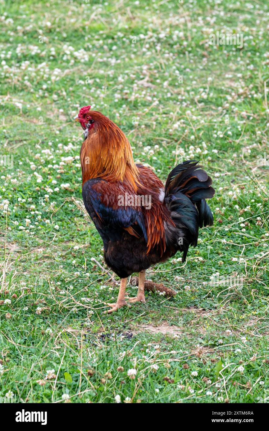 Male chicken hi-res stock photography and images - Alamy