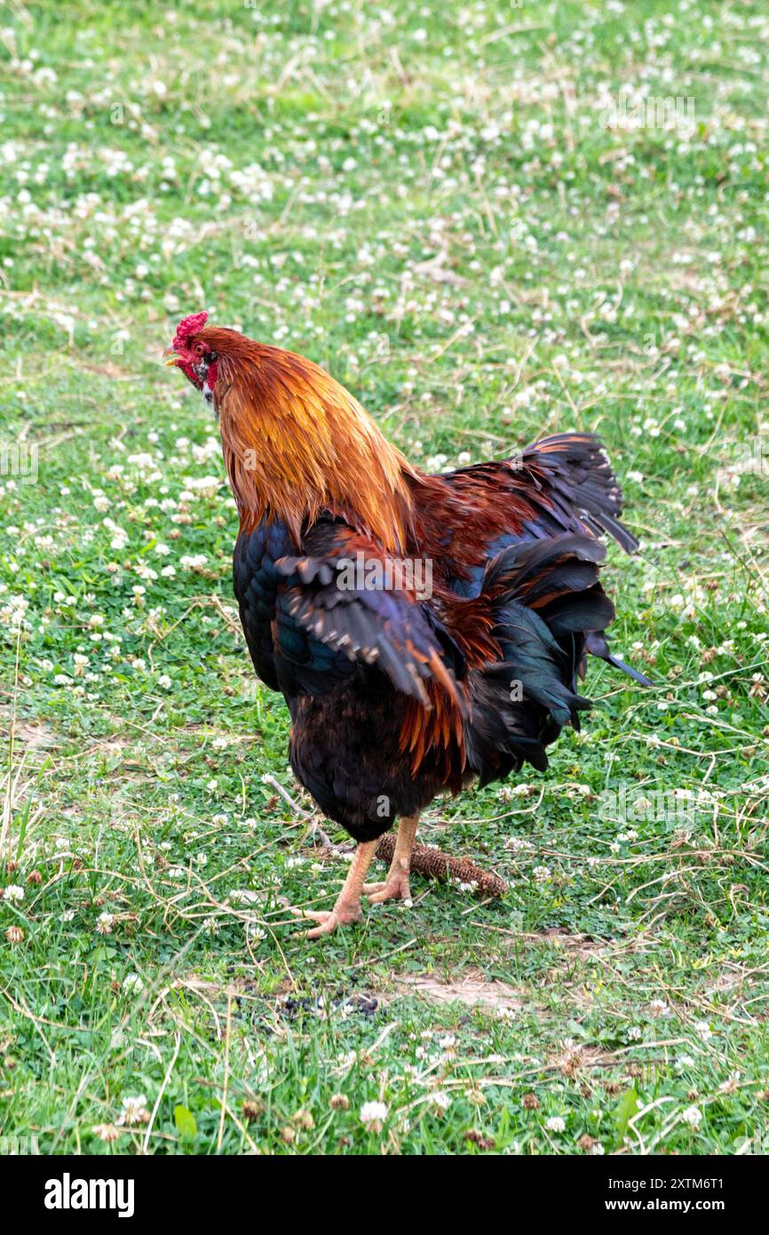 Male chicken hi-res stock photography and images - Alamy