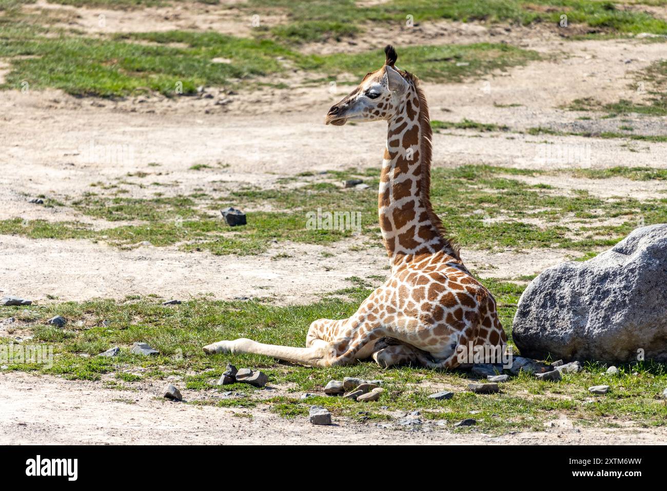 Sitting giraffe hi-res stock photography and images - Alamy