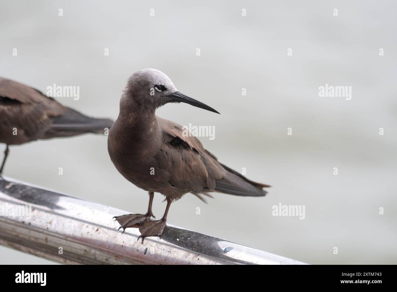 lesser noddy (Anous tenuirostris), also known as the sooty noddy near ...