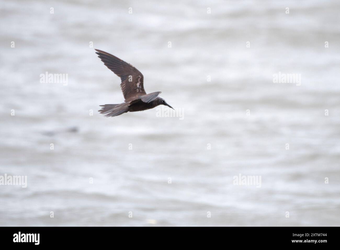 lesser noddy (Anous tenuirostris), also known as the sooty noddy in ...