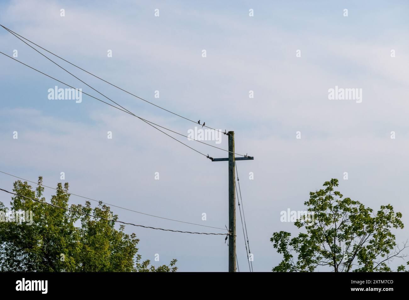 Landscape, rural road, utility pole and birds Stock Photo - Alamy