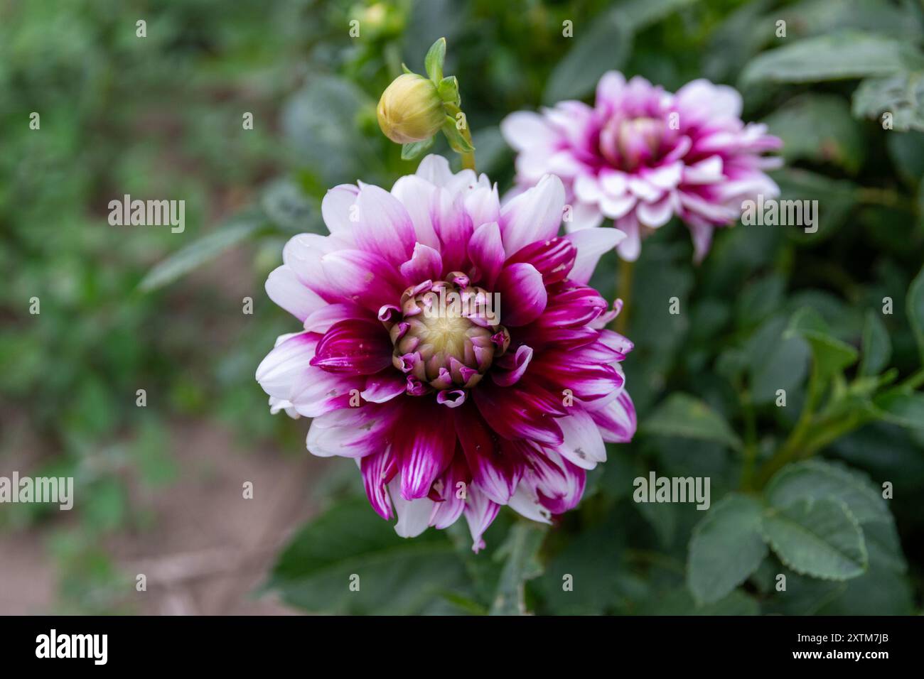 Dahlia and sunflower crops Stock Photo - Alamy