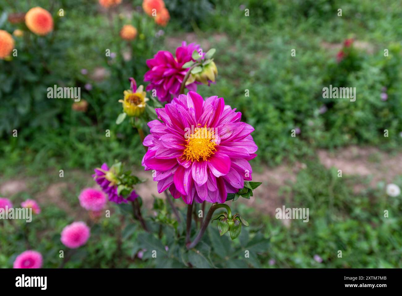 Dahlia and sunflower crops Stock Photo - Alamy