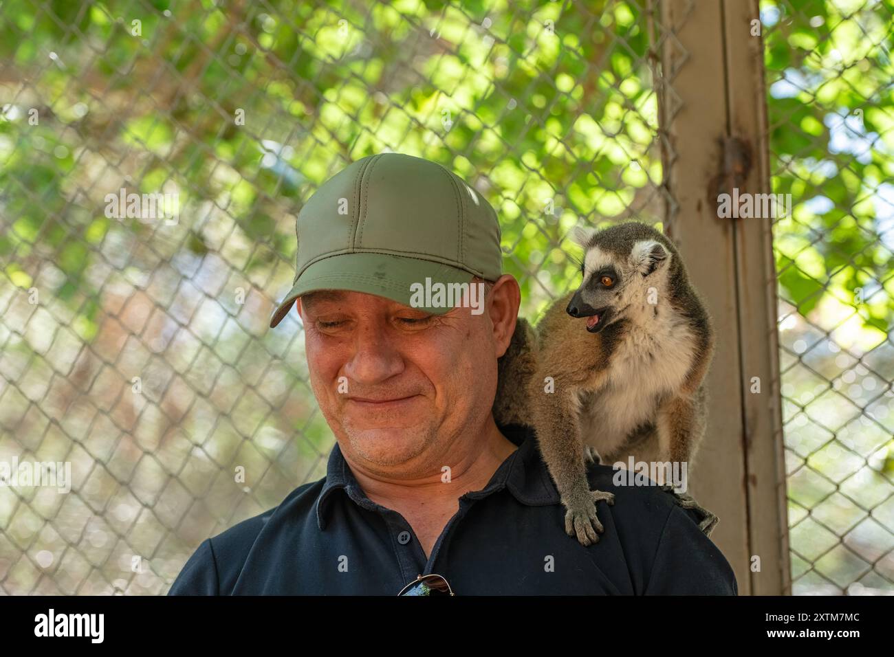Cute and curious lemur on top of the man . Lemur catta Stock Photo - Alamy