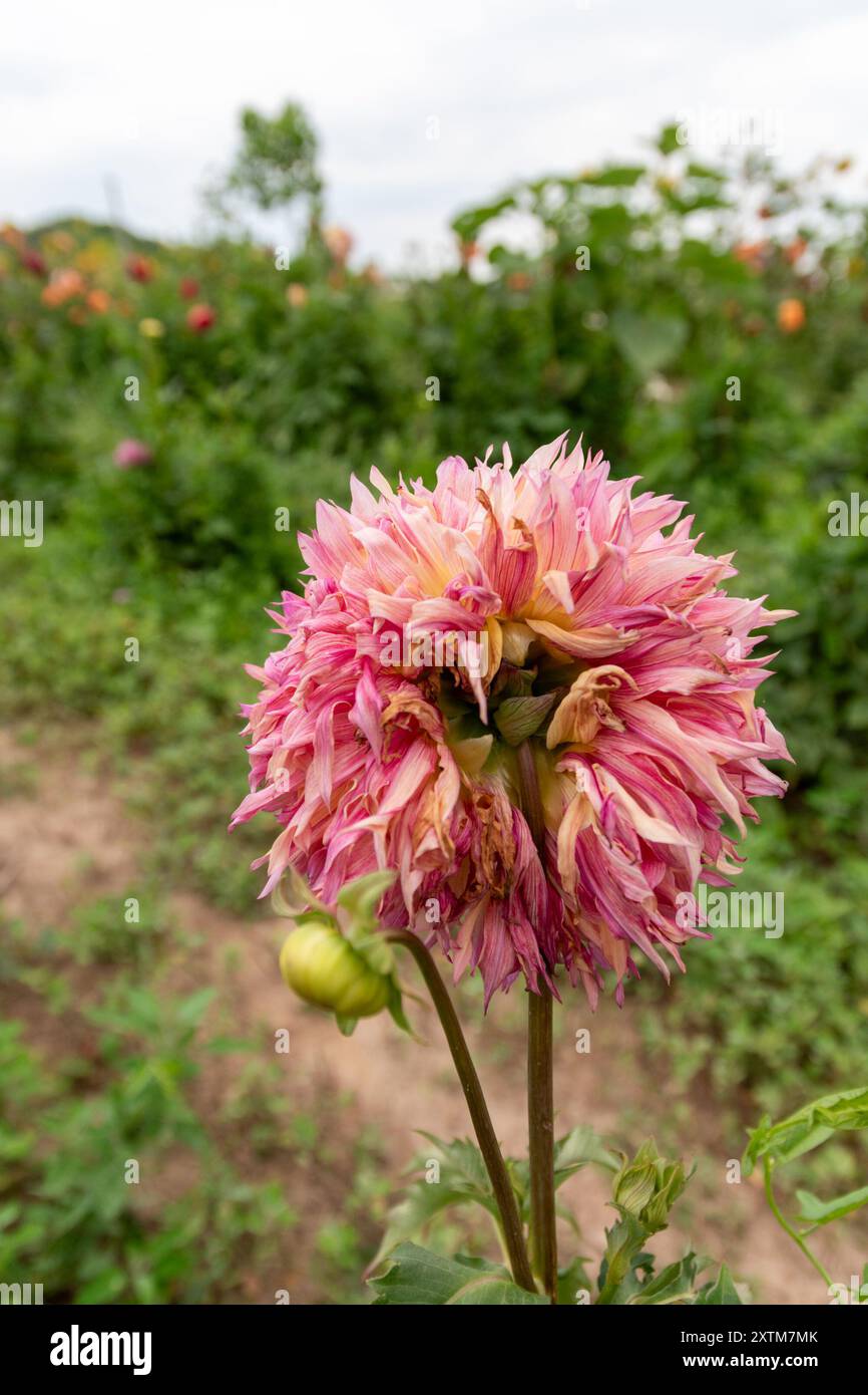 Dahlia and sunflower crops Stock Photo - Alamy