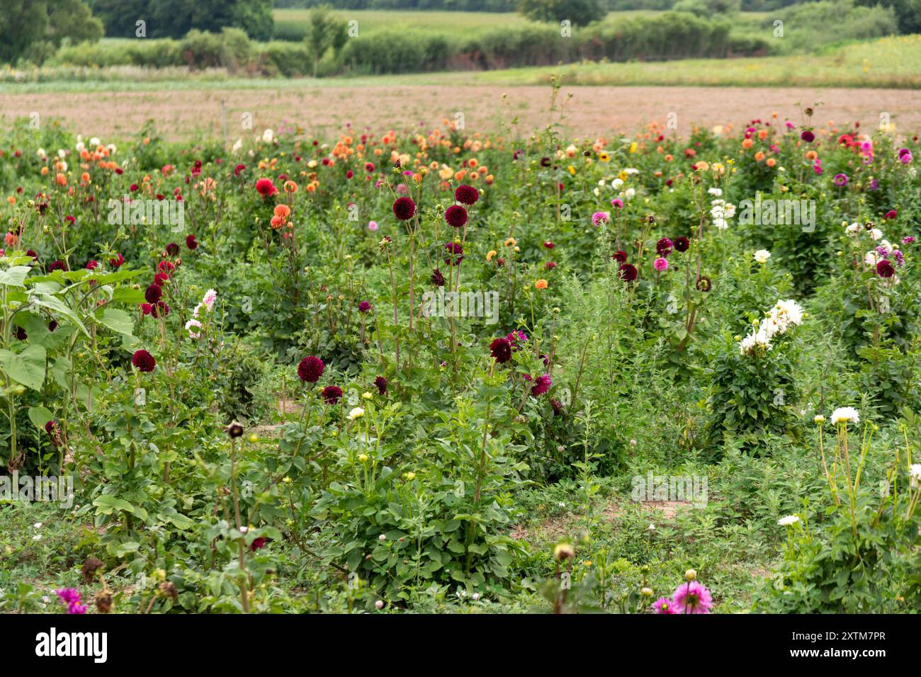 Dahlia and sunflower crops Stock Photo - Alamy