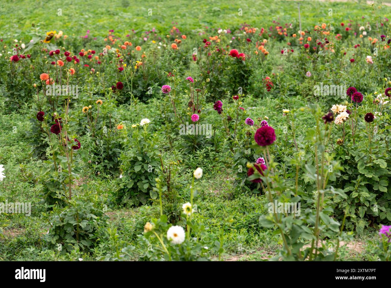 Dahlia and sunflower crops Stock Photo - Alamy
