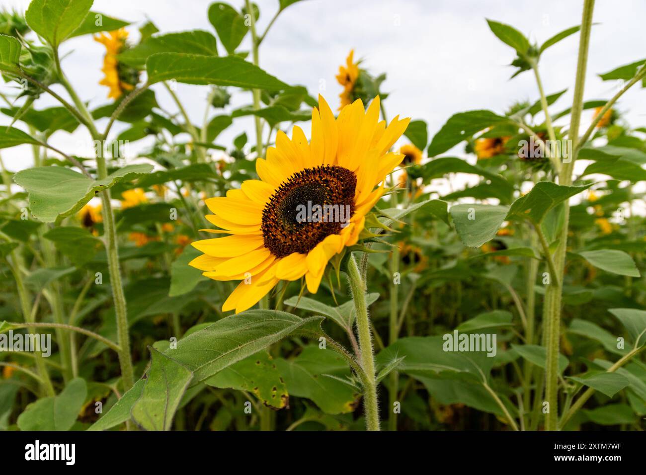 Dahlia and sunflower crops Stock Photo - Alamy