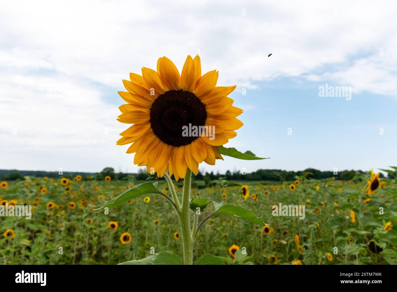 Dahlia and sunflower crops Stock Photo - Alamy