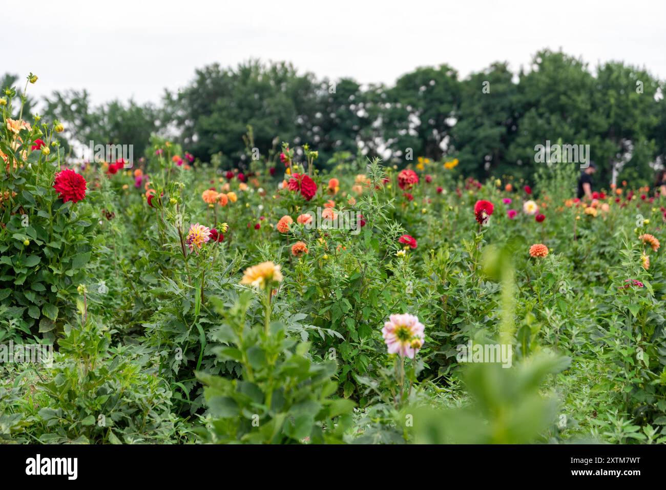 Dahlia and sunflower crops Stock Photo - Alamy